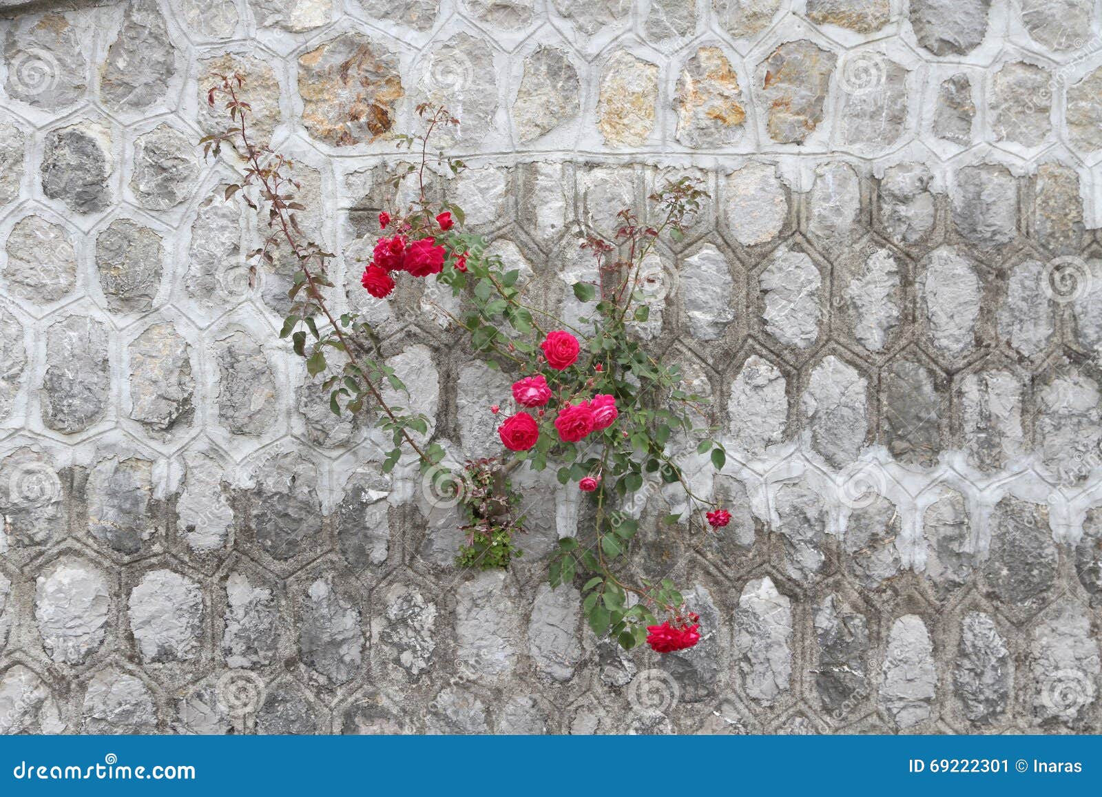 Rose growing out of wall stock image. Image of bloom - 69222301