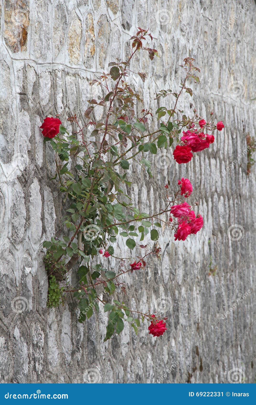 Rose growing out of wall stock image. Image of bush, floral - 69222331