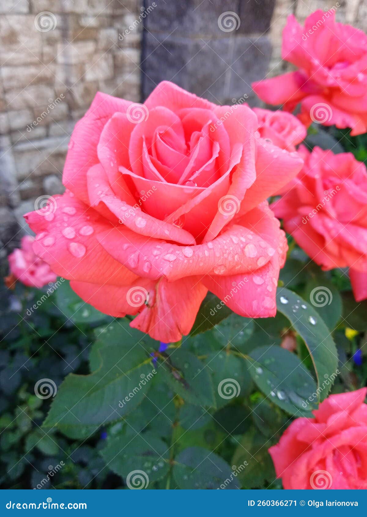 The Rose Grows in Nature in the Grass. Stock Image - Image of blossom ...