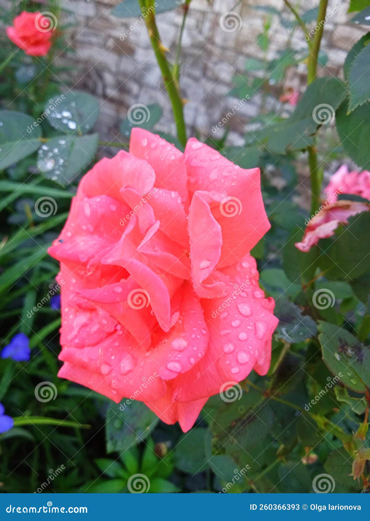 The Rose Grows in Nature in the Grass. Stock Image - Image of nature ...