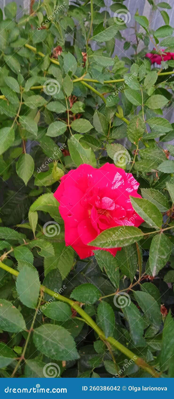The Rose Grows in Nature in the Grass. Stock Photo - Image of petal ...
