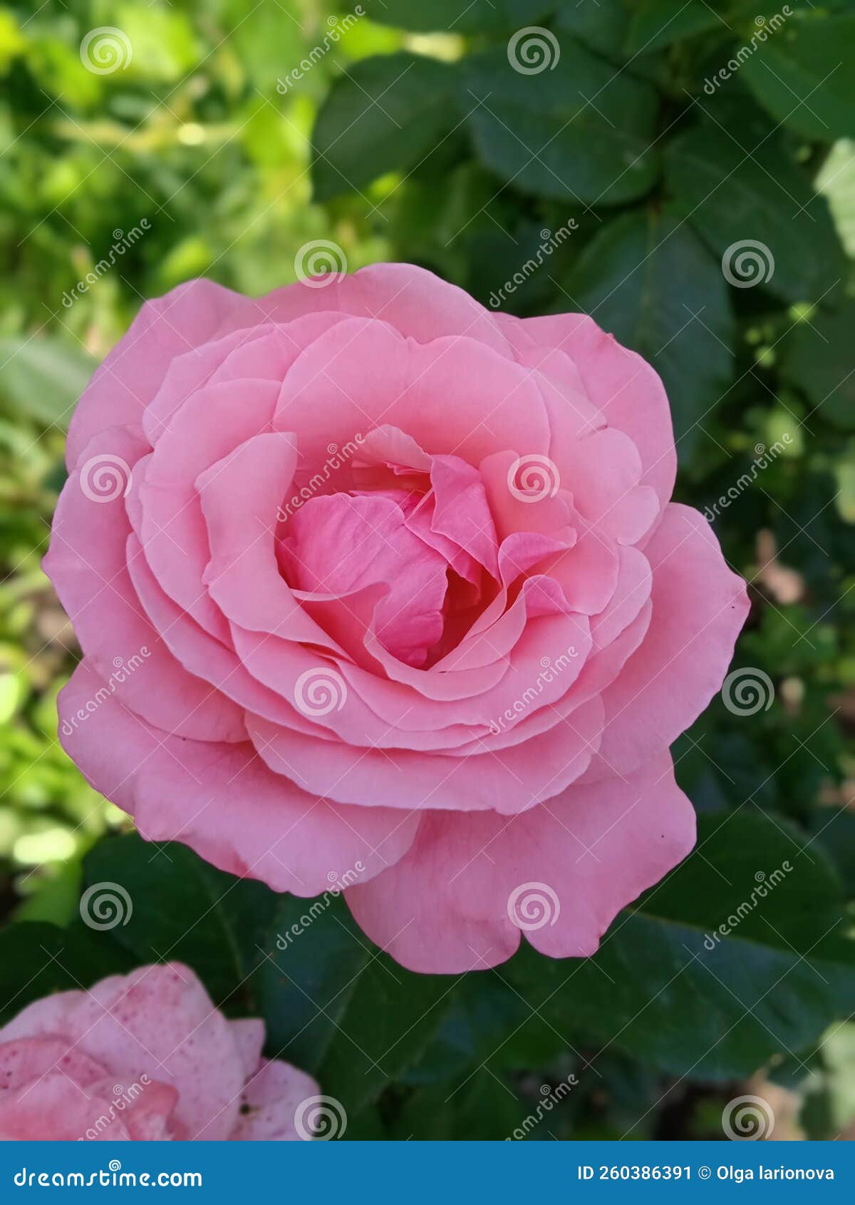 The Rose Grows in Nature in the Grass. Stock Image - Image of peony ...