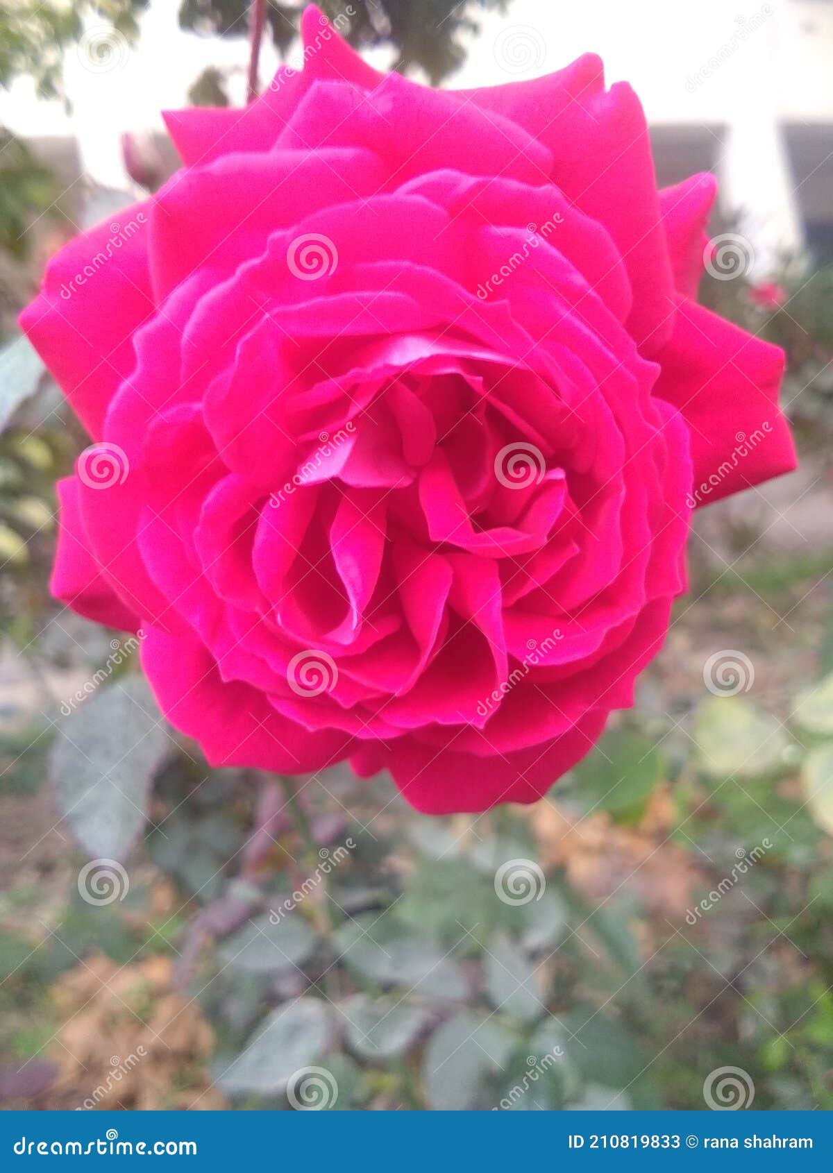Rose of Gulaab stock image. Image of rose, beautiful - 210819833