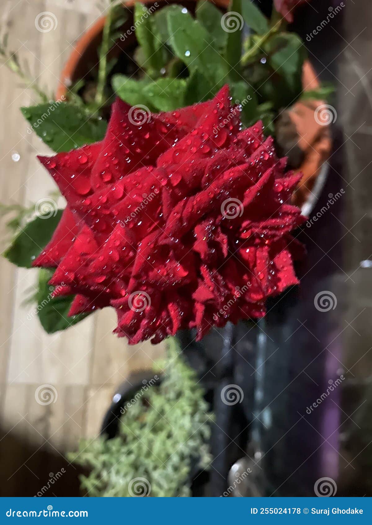 A rose stock photo. Image of rose, like, gulab, green - 255024178