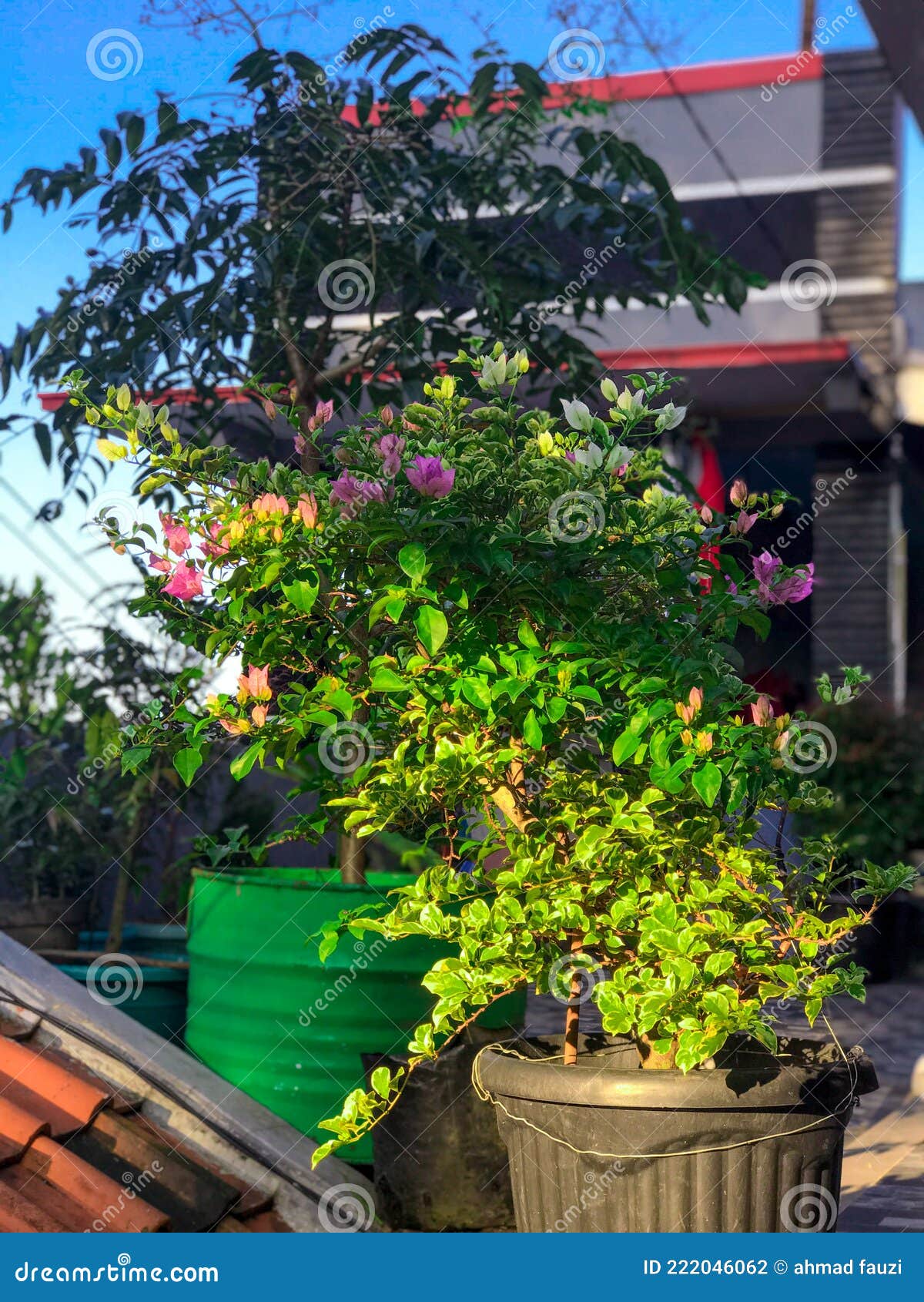 Rose photo stock. Image du rose, java, central - 222046062