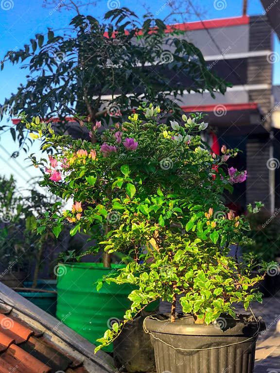 Rose photo stock. Image du rose, java, central - 222046062