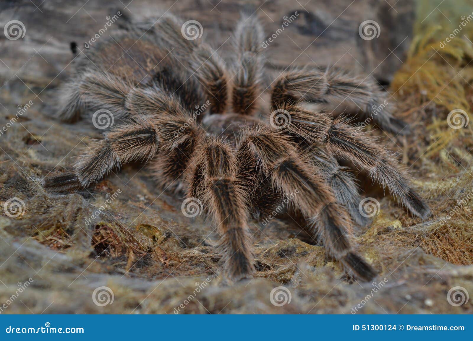 Hair Turantula Stock Photos - Free & Royalty-Free Stock Photos from ...
