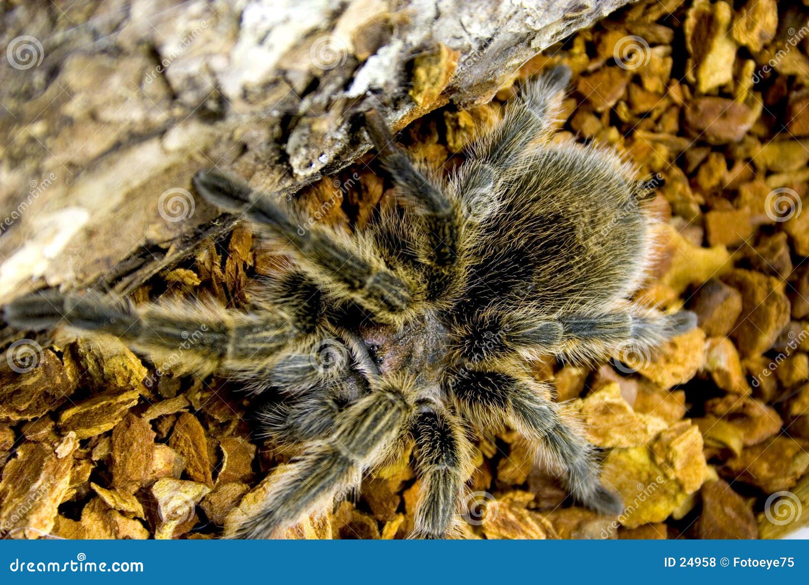 Rose-hair tarantula stock photo. Image of rosehair, macro - 24958