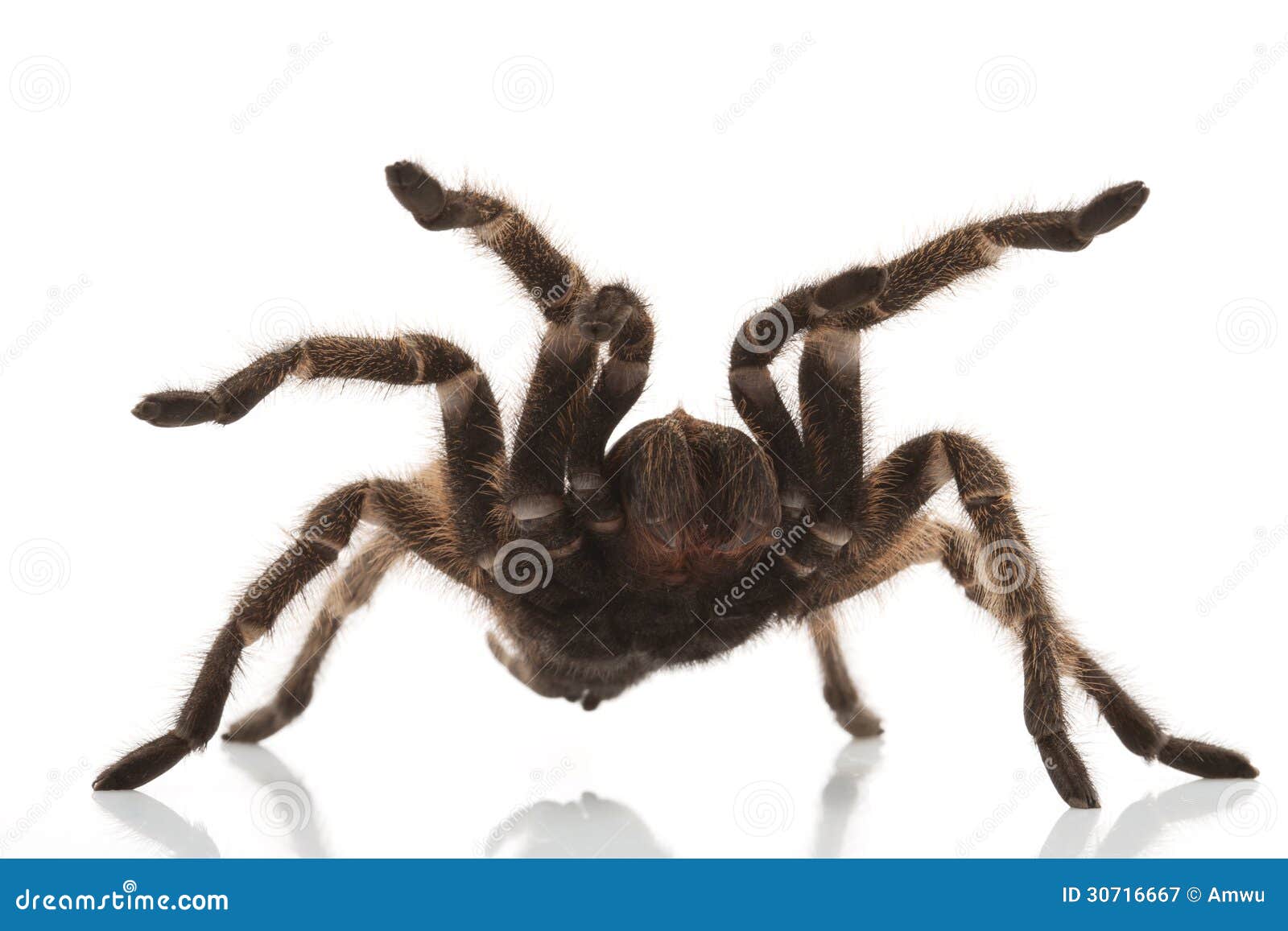 Rose Hair Tarantula image stock. Image du prédateur, tarentule - 30716667