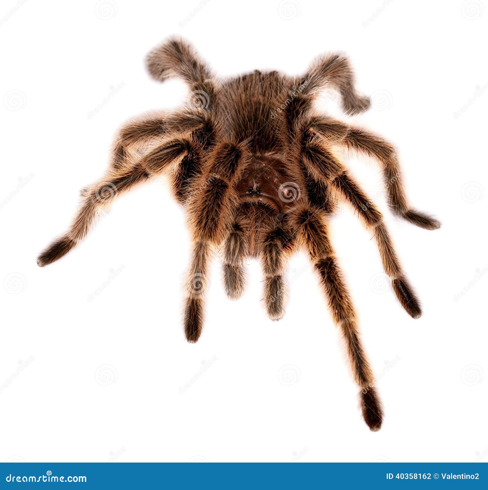 Rose hair tarantula stock photo. Image of closeup, nature - 40358162