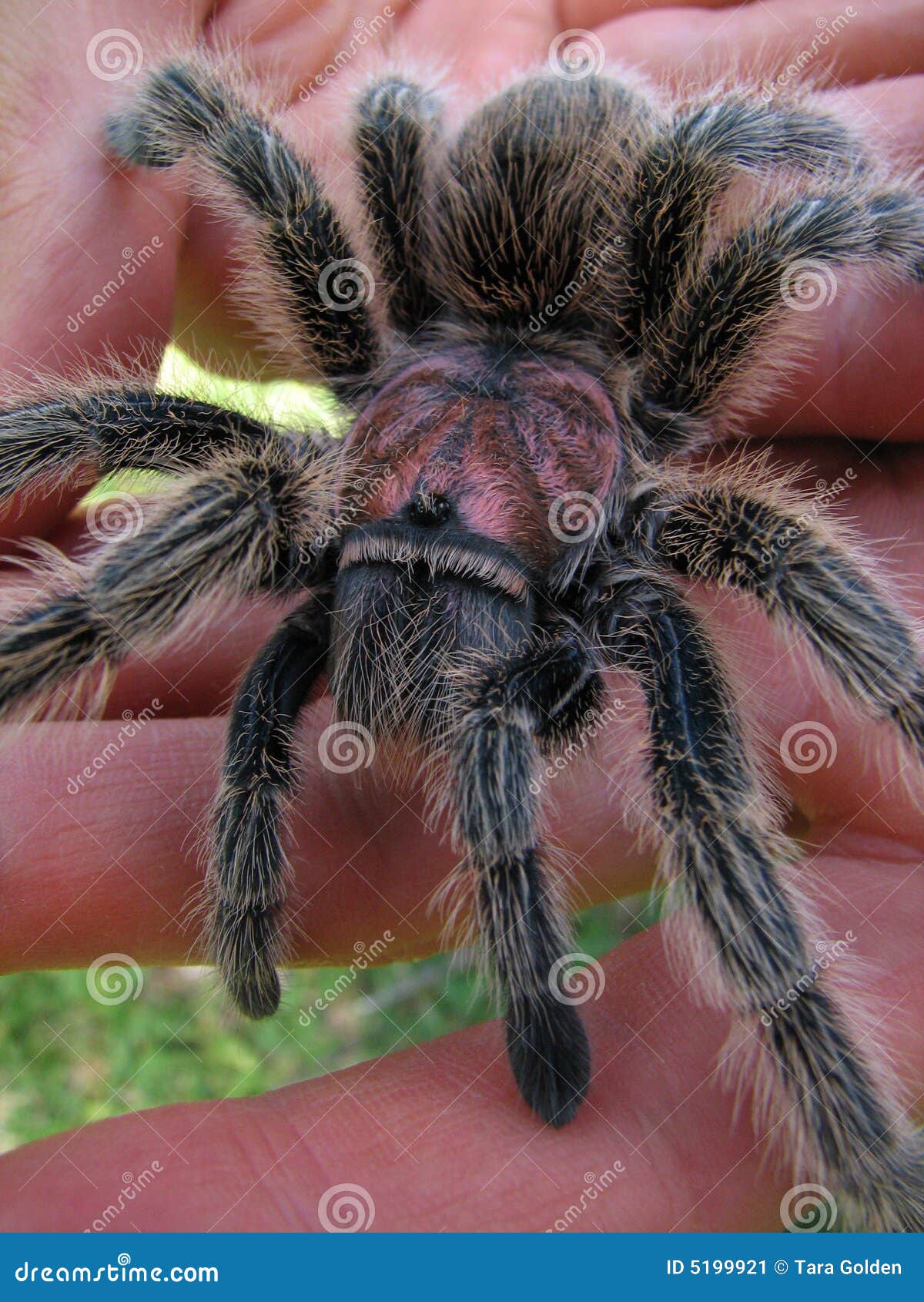 Rose Hair Tarantula in Hand Stock Image - Image of catch, arachnophobia ...