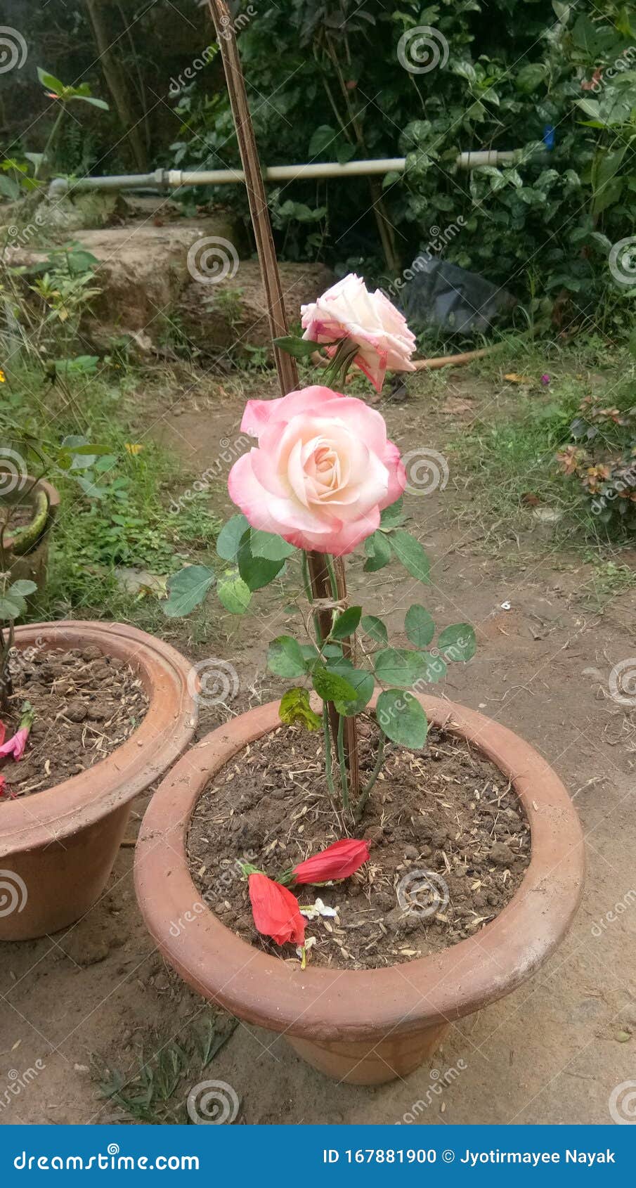 This Rose Half Opened and Dual Tone in Colour Stock Photo - Image of ...