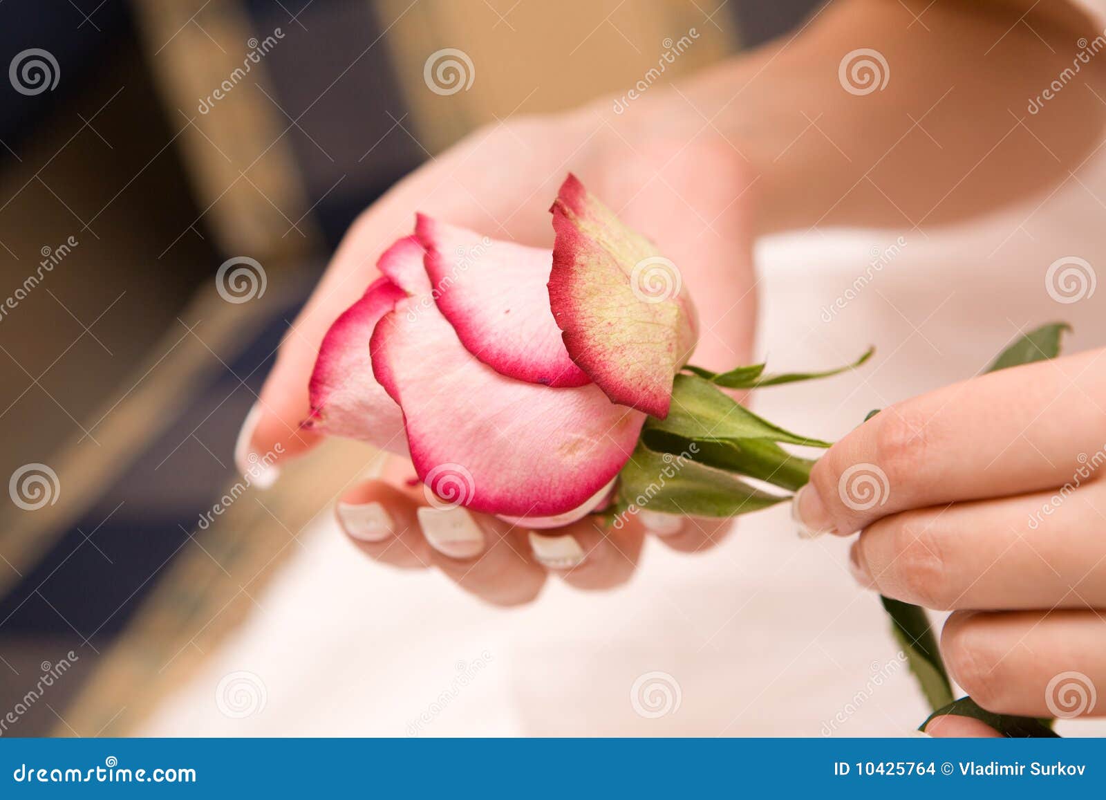 Rose in hand stock photo. Image of love, tenderness, female - 10425764