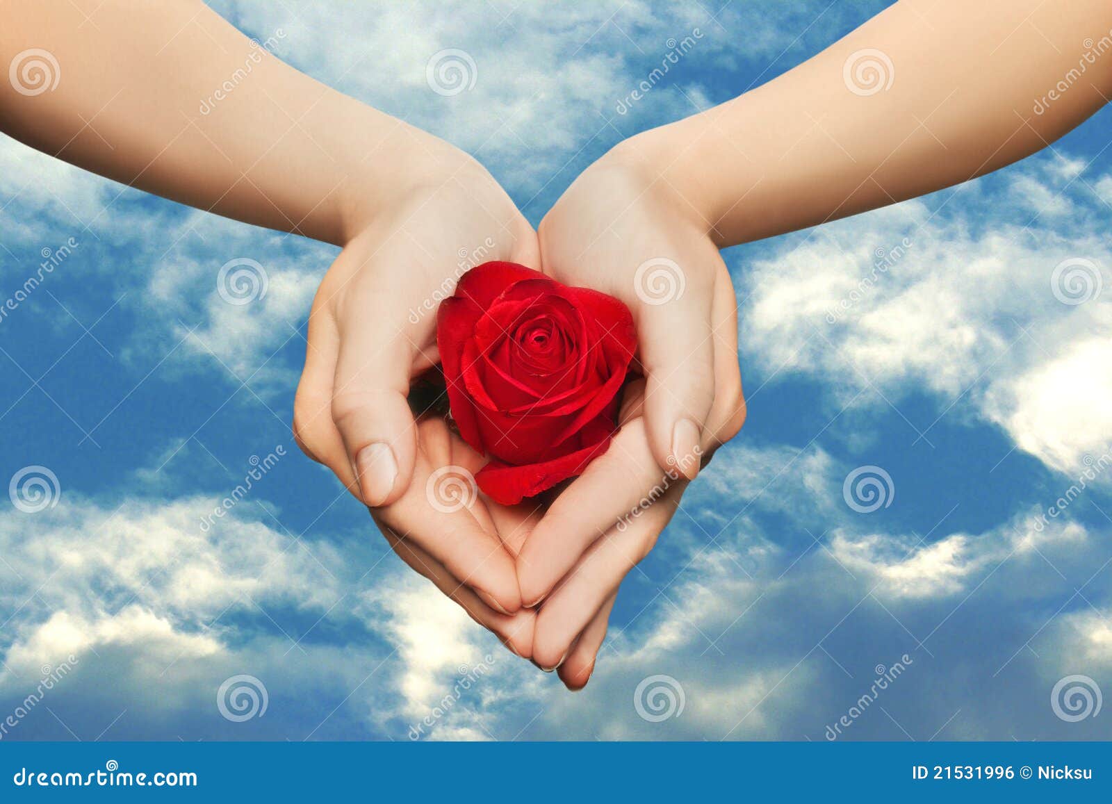 Rose in hand stock photo. Image of peace, rose, pregnancy - 21531996