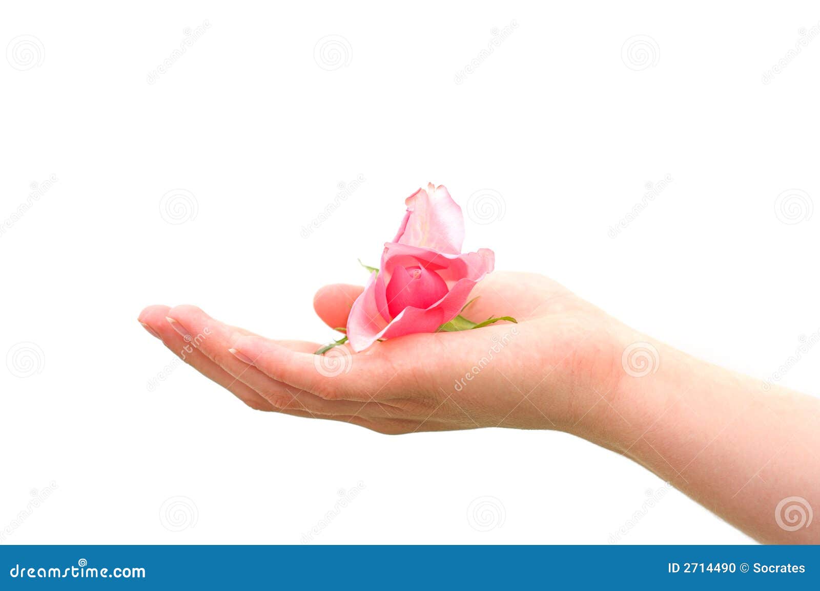 Rose hand stock photo. Image of floral, flower, beauty - 2714490