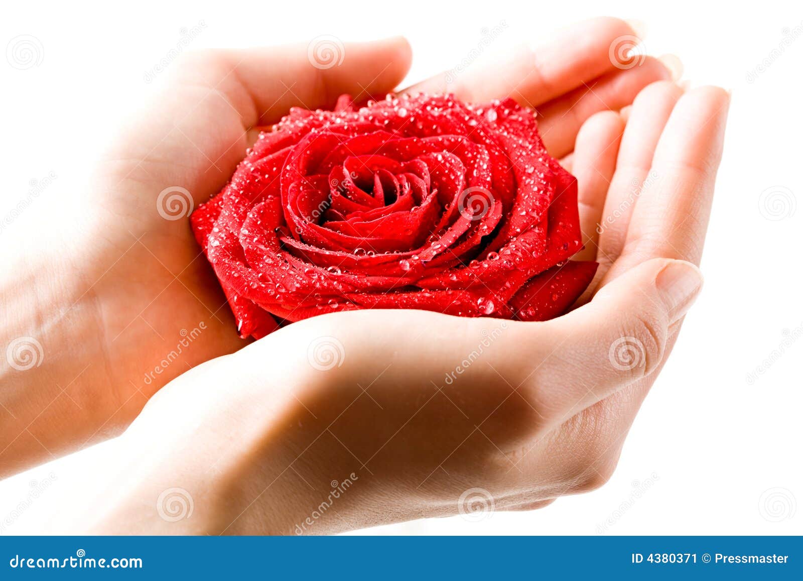 Rose in hand stock image. Image of finger, isolate, life - 4380371