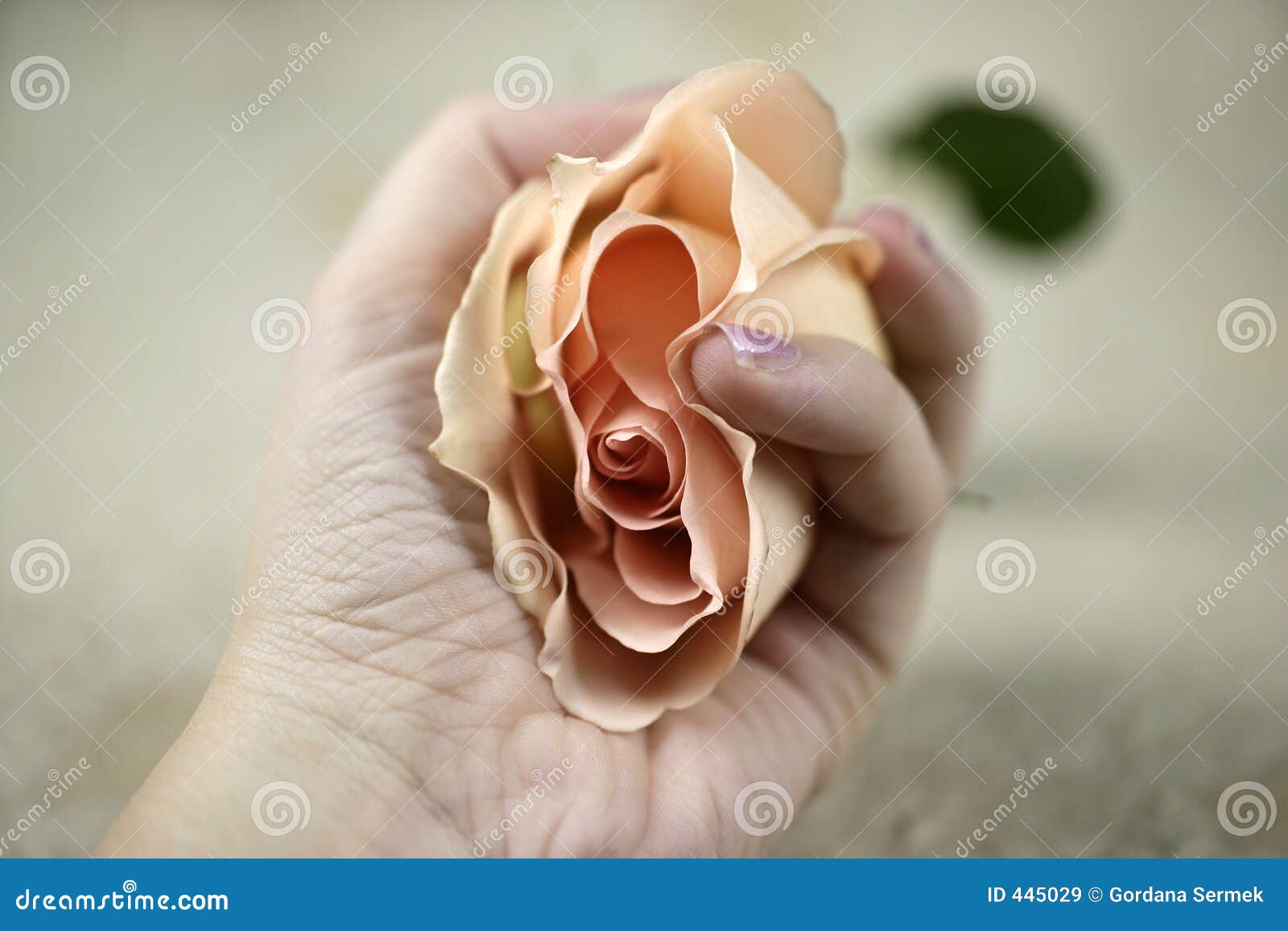 A rose and a hand stock image. Image of leaf, depth, holiday - 445029