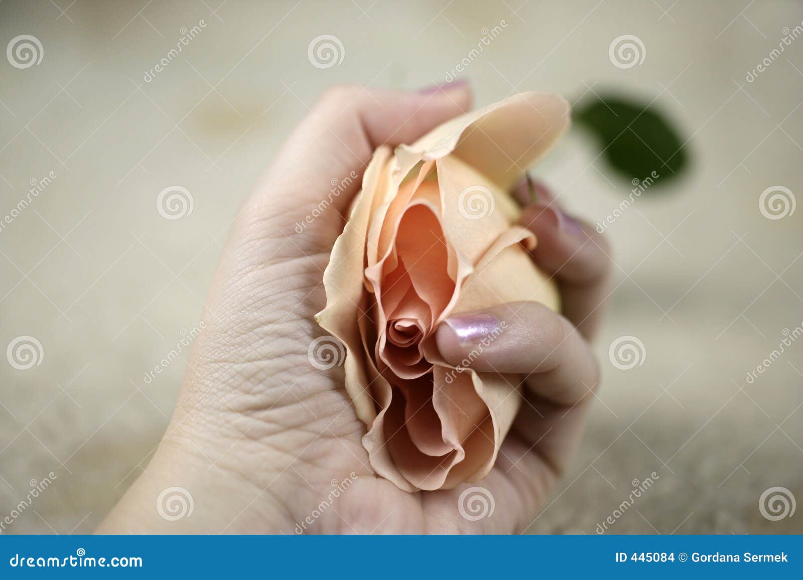 A rose and a hand stock photo. Image of hand, colour, meaning - 445084