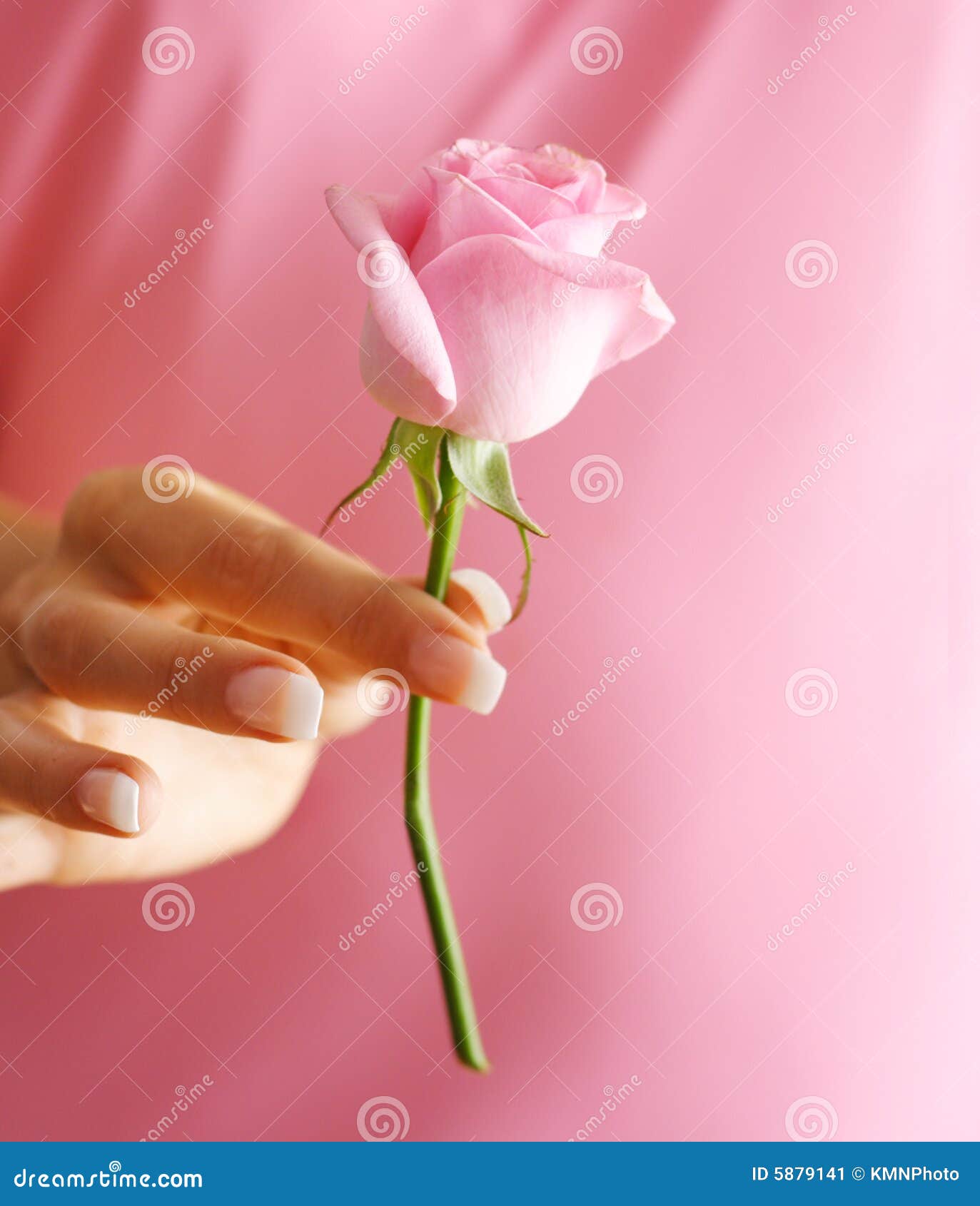 Rose in hand stock image. Image of hand, soft, giving - 5879141