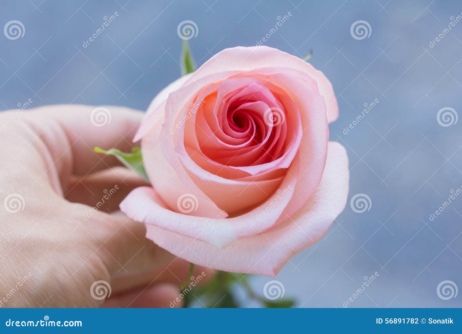 Rose in hand stock photo. Image of love, gift, natural - 56891782