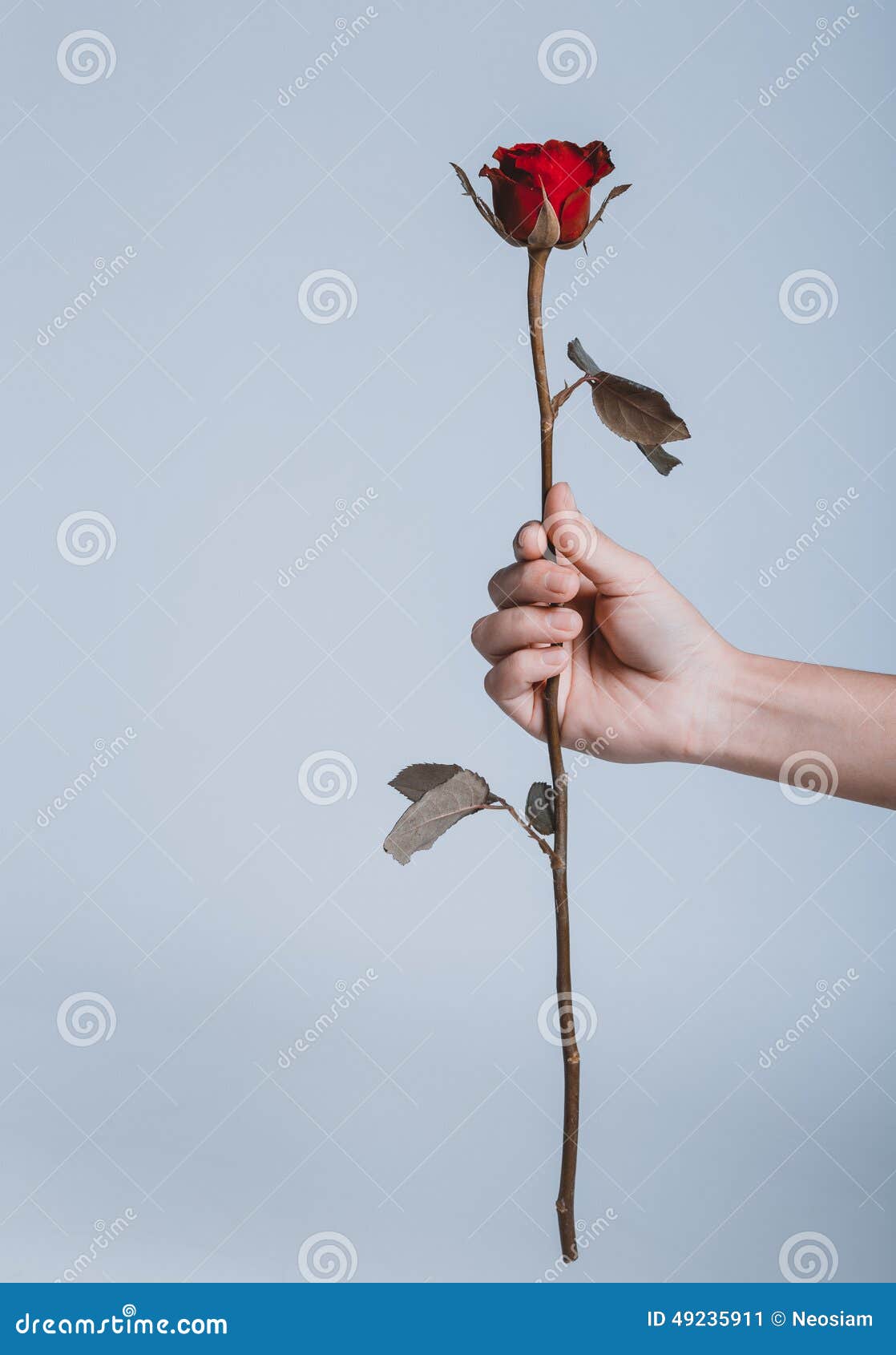 ROSE in HAND stock image. Image of copy, beautiful, celebrate - 49235911