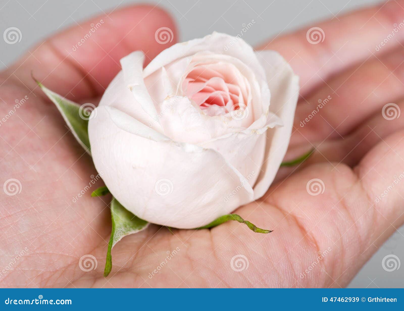 Rose in hand stock image. Image of closeup, macro, fresh - 47462939