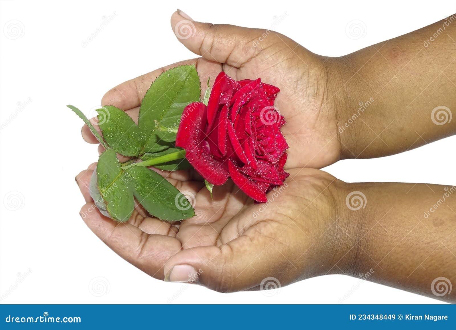 Rose in hand stock image. Image of mauling, female, floral - 234348449