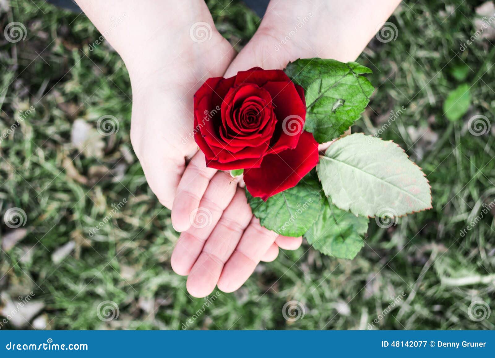 Rose on a hand stock image. Image of fingers, beauty - 48142077