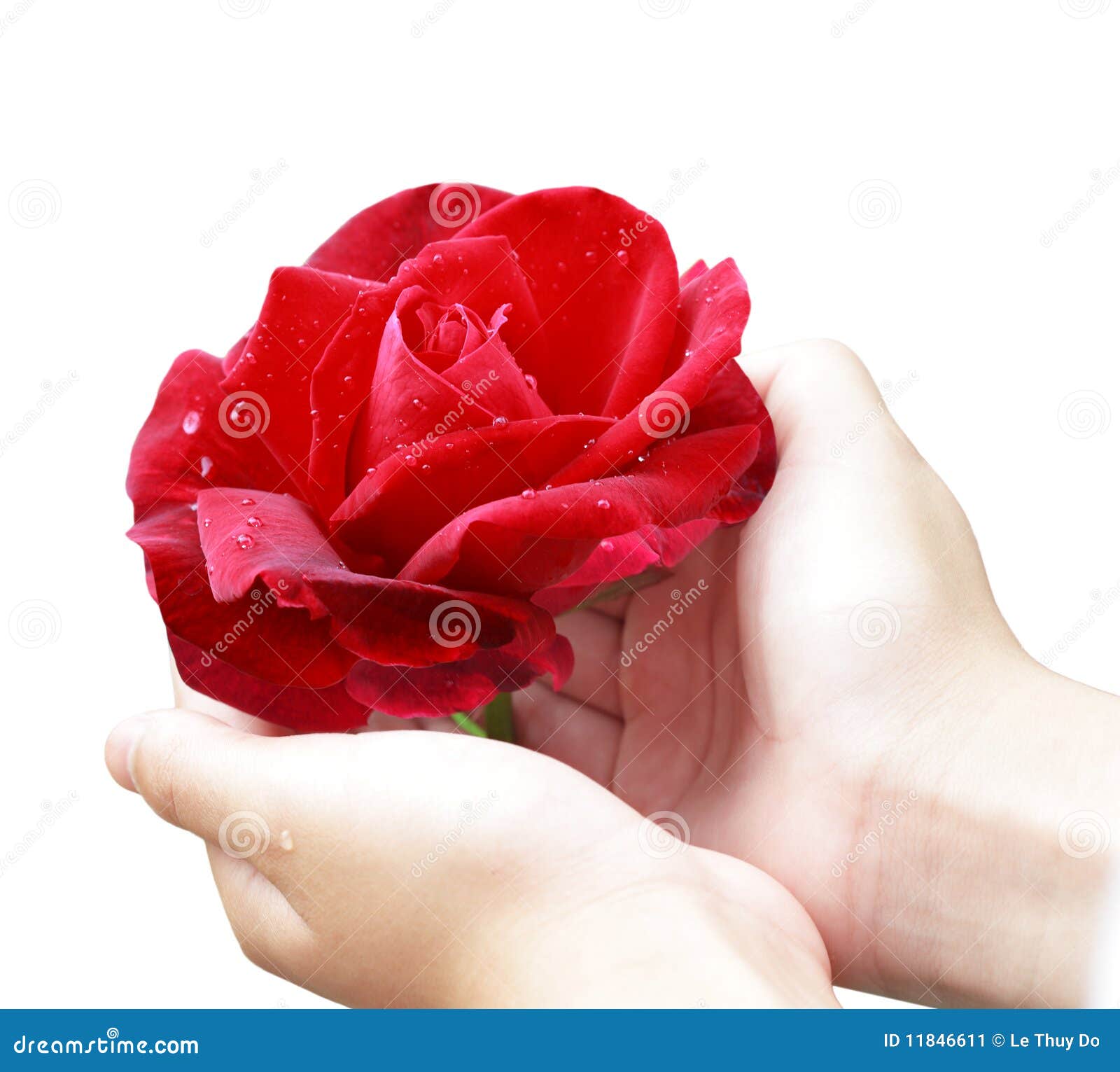 Rose and Hands stock image. Image of nature, gift, closeup - 11846611
