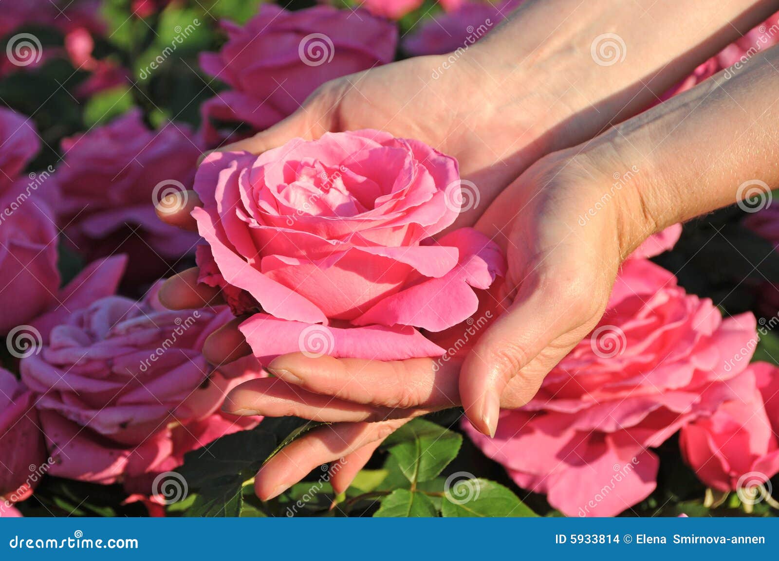 Rose in the hands stock photo. Image of outdoor, arms - 5933814