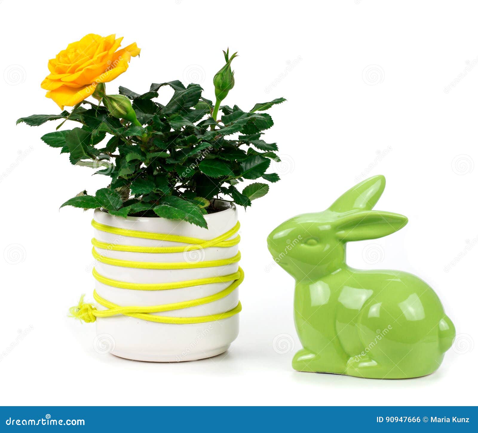 Rose and Hare on a White Background Stock Photo - Image of painted ...