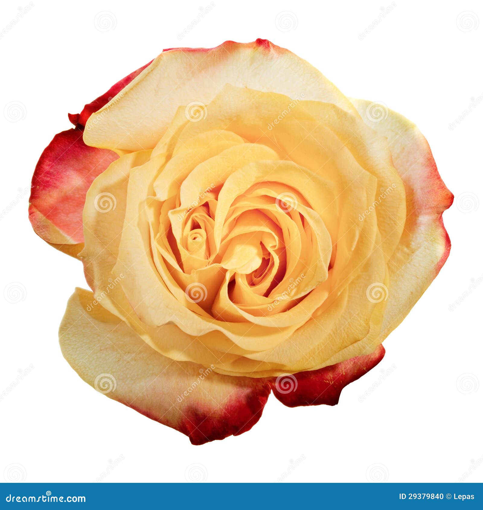 Rose head stock photo. Image of color, isolated, head - 29379840