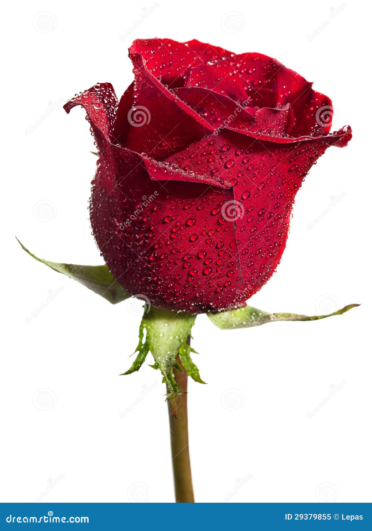 Rose head stock image. Image of color, white, rose, flower - 29379855