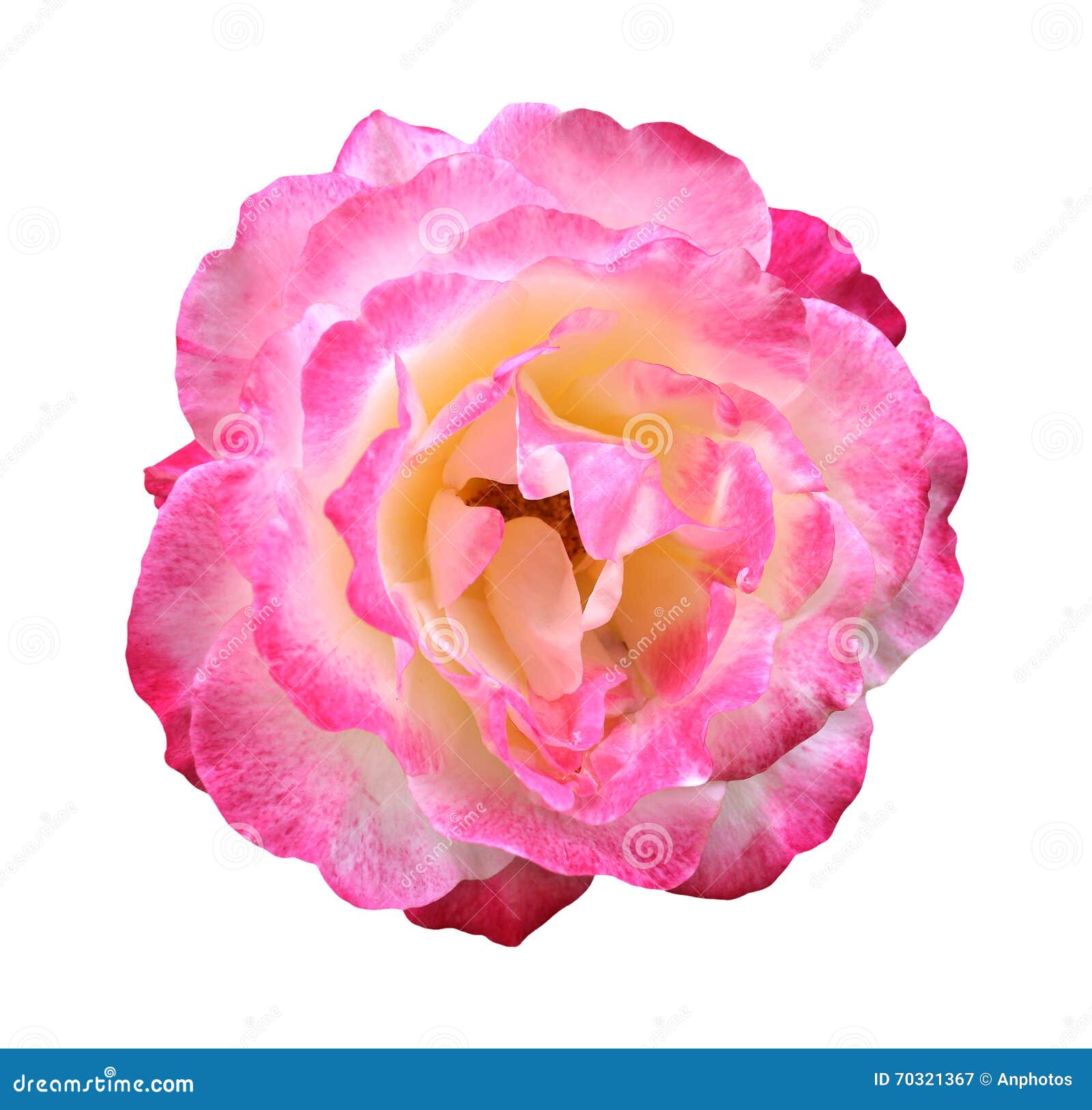 Rose Head imagem de stock. Imagem de fresco, bonito, planta - 70321367