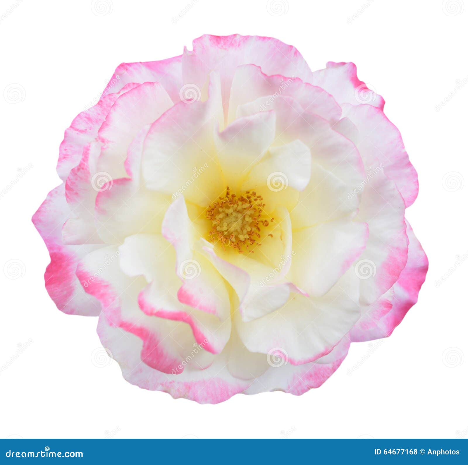 Rose head stock photo. Image of blossom, love, bloom - 64677168