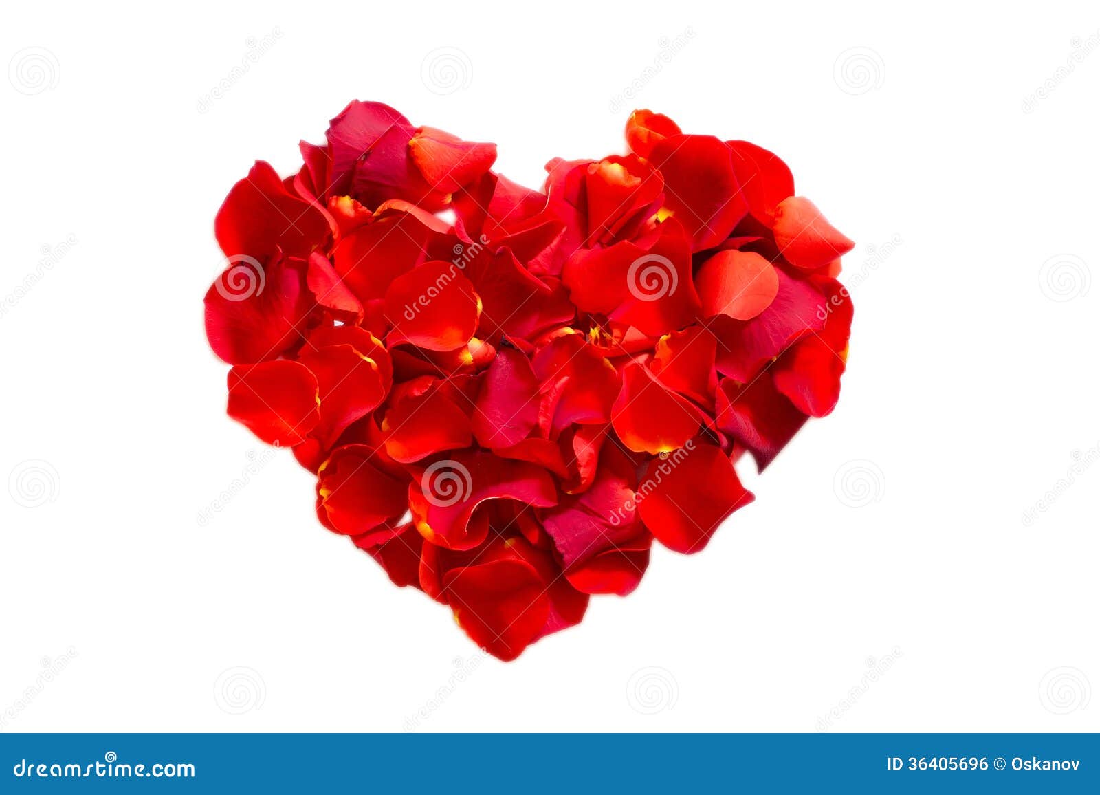 Rose Heart stock photo. Image of rose, love, nature, flower - 36405696