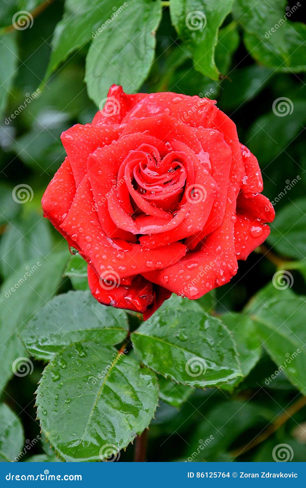 Rose with heart stock photo. Image of cvece, basta, beautiful - 86125764