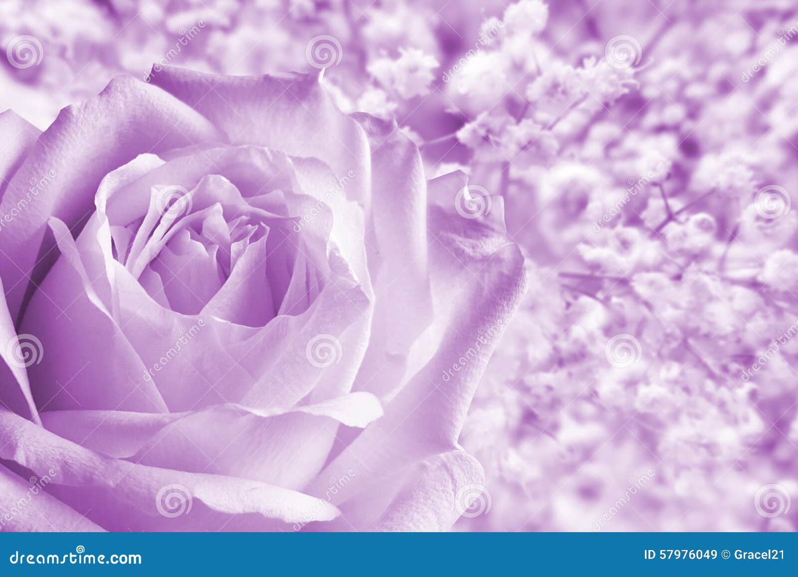 Rose hermosa imagen de archivo. Imagen de celebre, color - 57976049