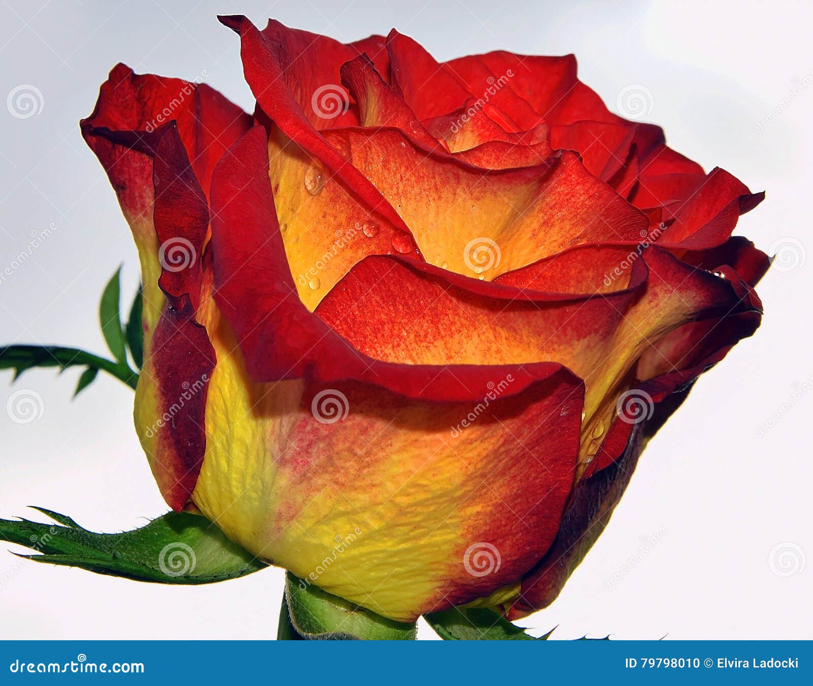 Rose hermosa foto de archivo. Imagen de rosa, negro, hojas - 79798010