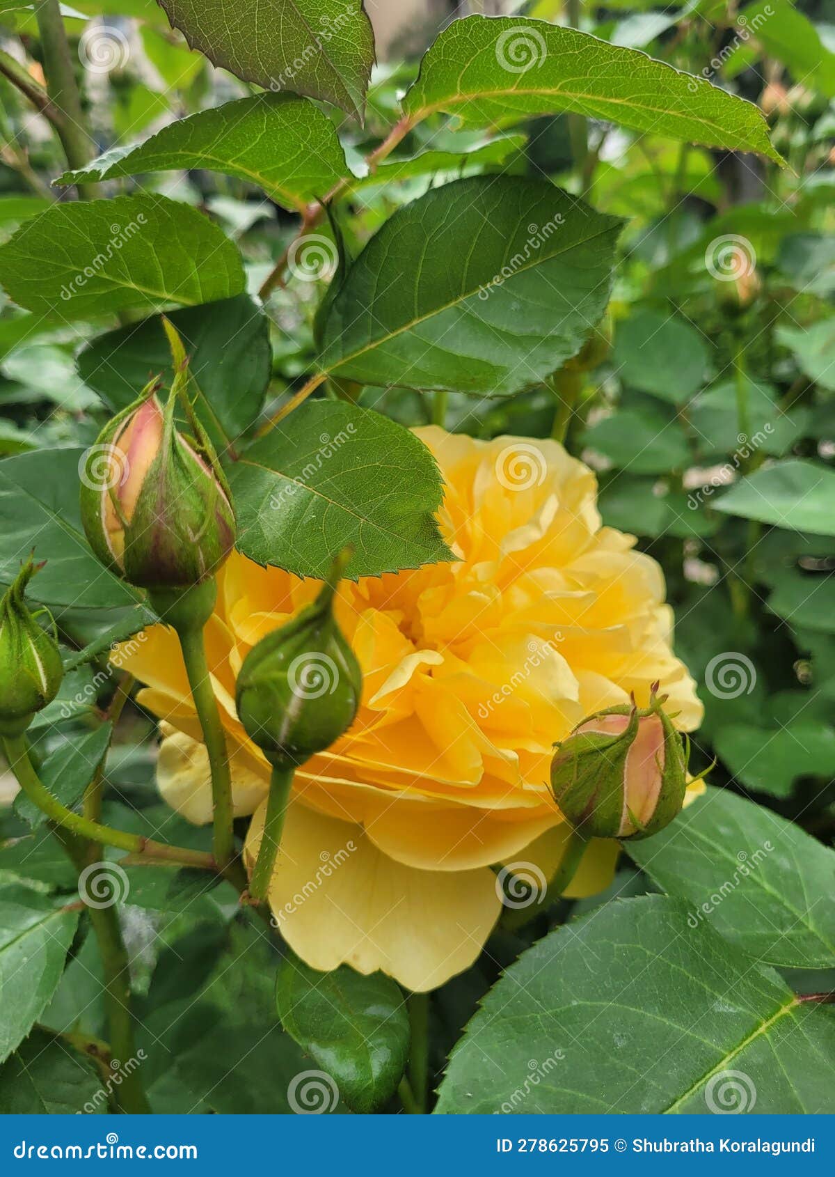 Rose Hiding Behind Buds in Vivid Colors Stock Image - Image of green ...