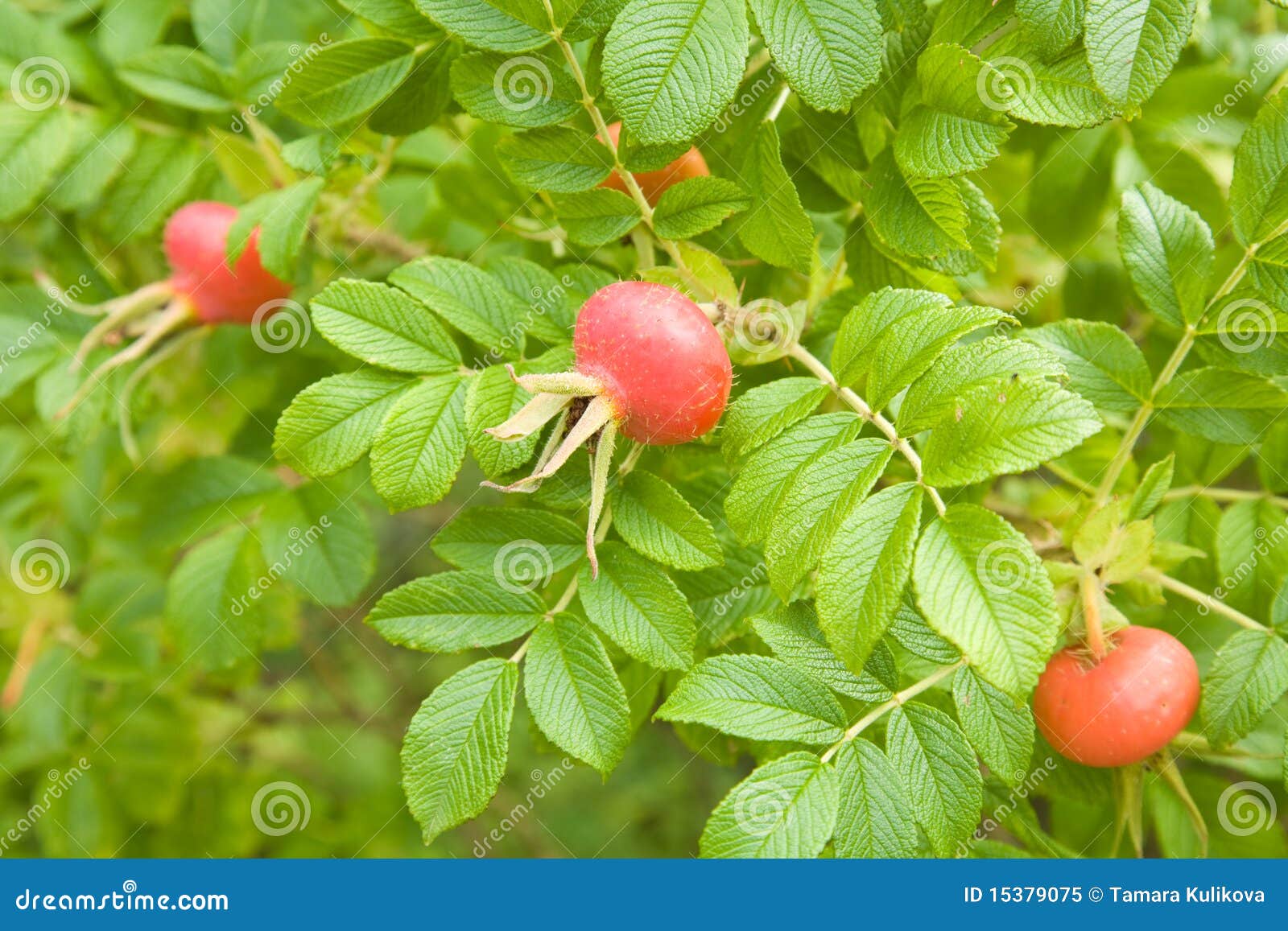Rose hip stock image. Image of contrast, colors, bright - 15379075