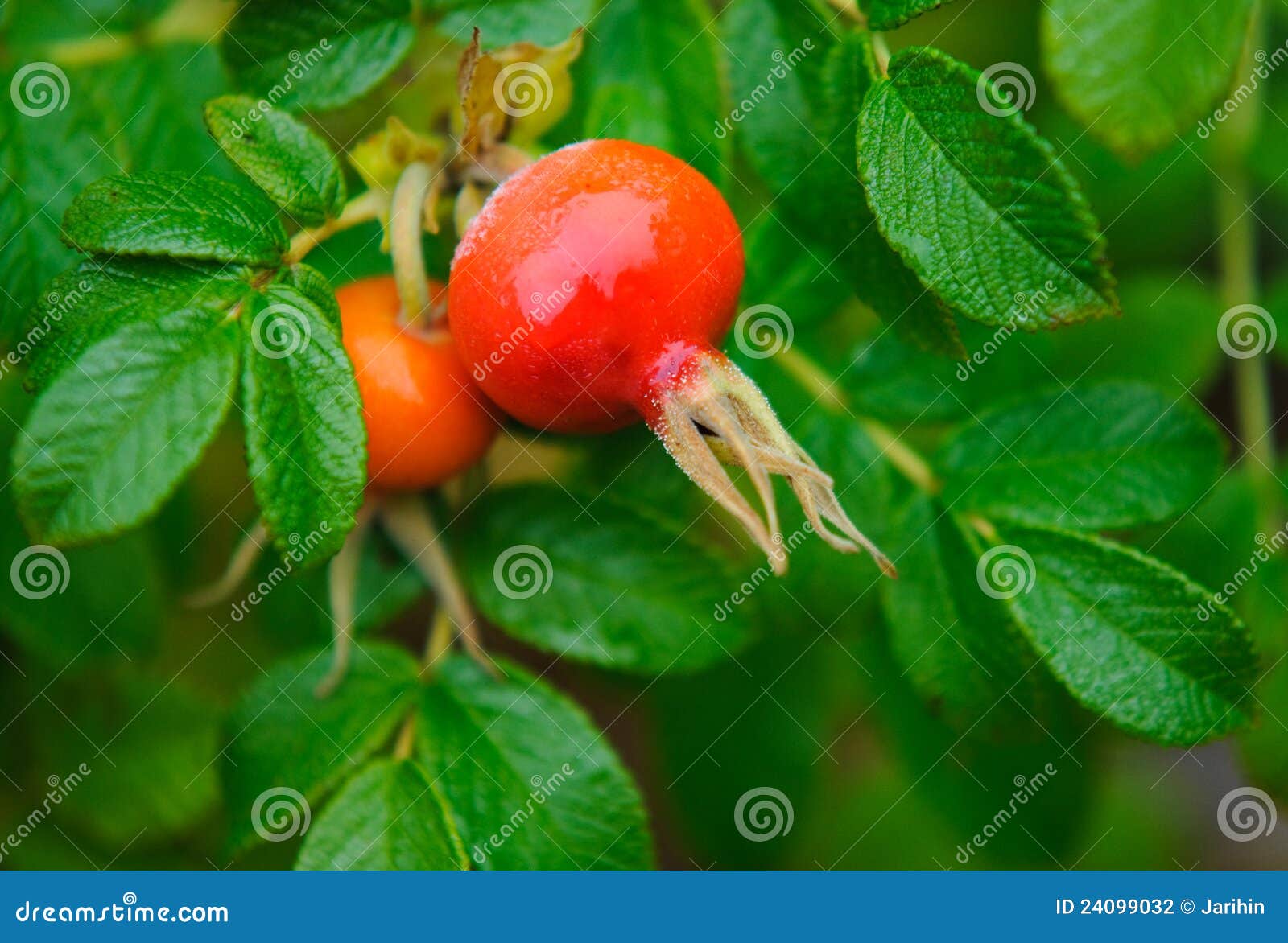 Rose hip stock photo. Image of orange, botany, nature - 24099032