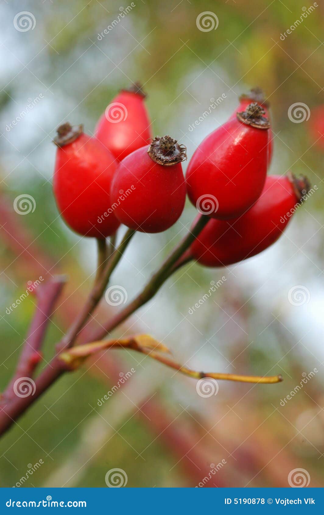 Rose-hip stock photo. Image of rosehip, rose, detail, bush - 5190878