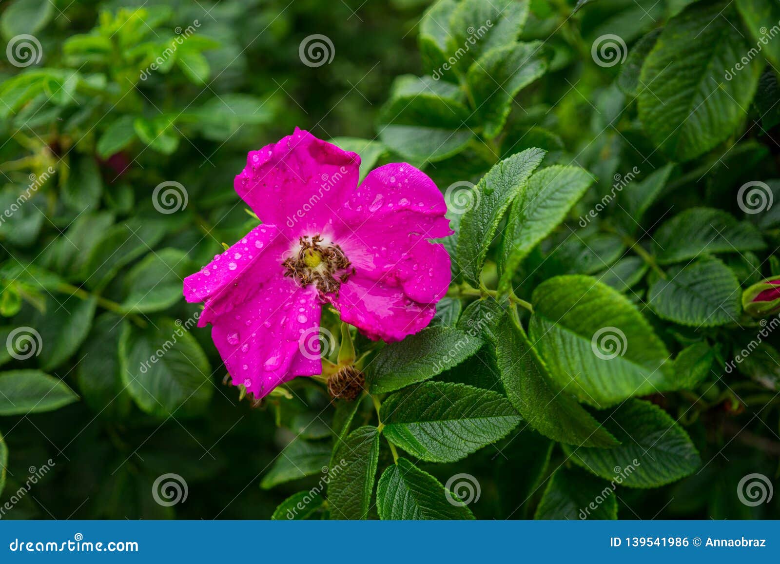 The Rose Hip Blooms in the Garden Stock Photo - Image of blooms, color ...