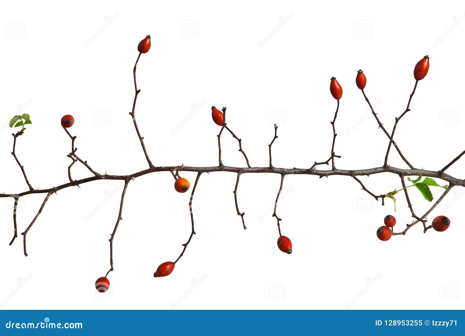 Rose Hip Branch Isolated on White Stock Image - Image of background ...