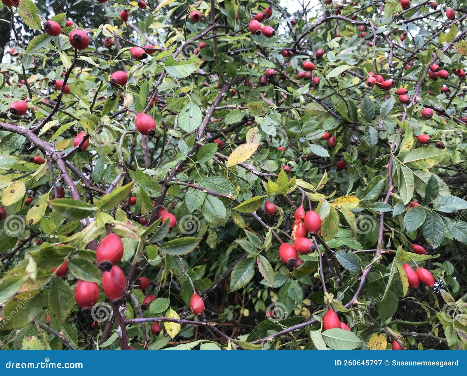 Rose hip stock image. Image of leaves, nature, close - 260645797