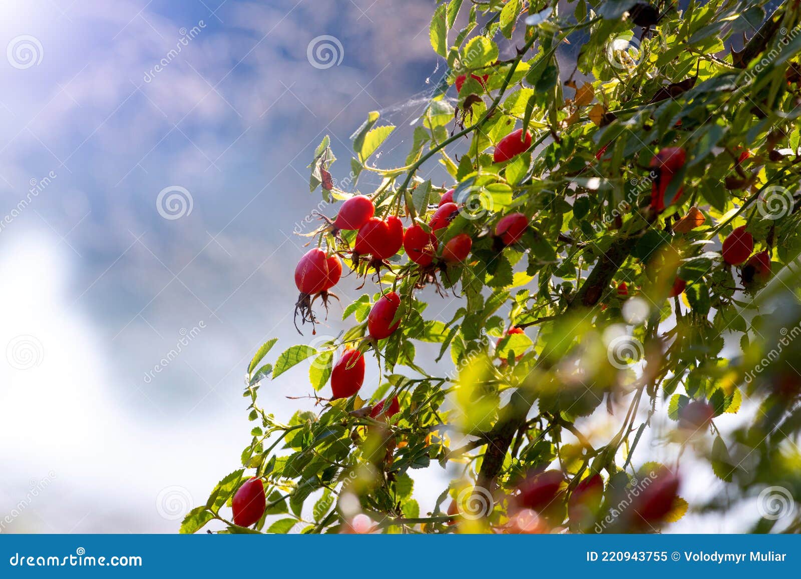 Rose Hip Bush with Red Berries by the River Stock Image - Image of ...