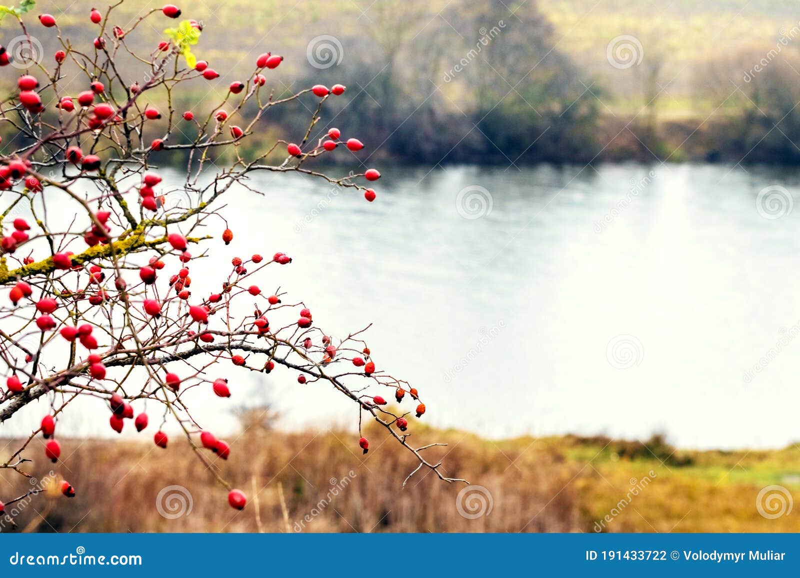 Rose Hip Bush with Red Berries on the Shore River Stock Photo - Image ...