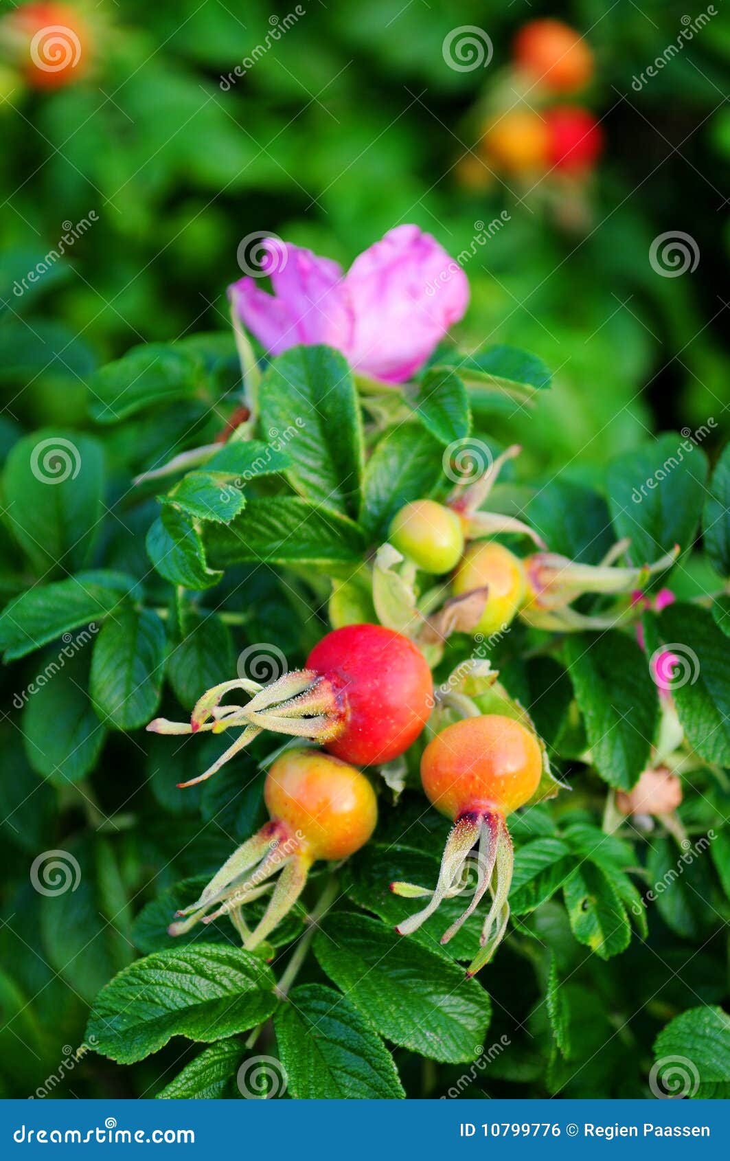 Rose-hip flower stock photo. Image of fresh, rosa, berry - 10799776