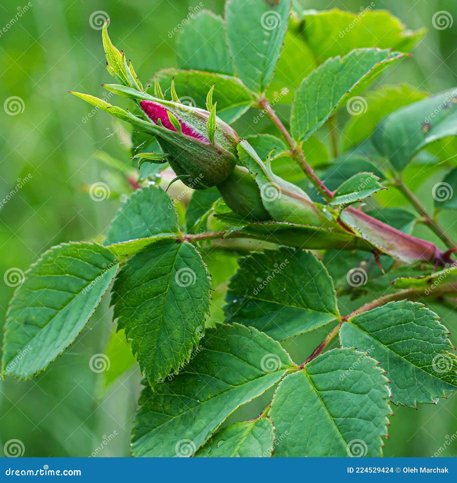 Rose Hip Flower in Natural Environment Stock Photo - Image of natural ...